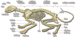 Corps du chat - Page 2 sur 2 - DE4C