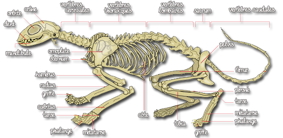 Corps du chat – DE4C